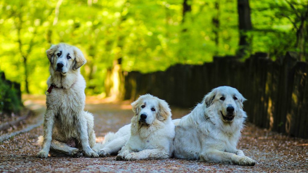 Pirenejski planinski pes - Moj Pes