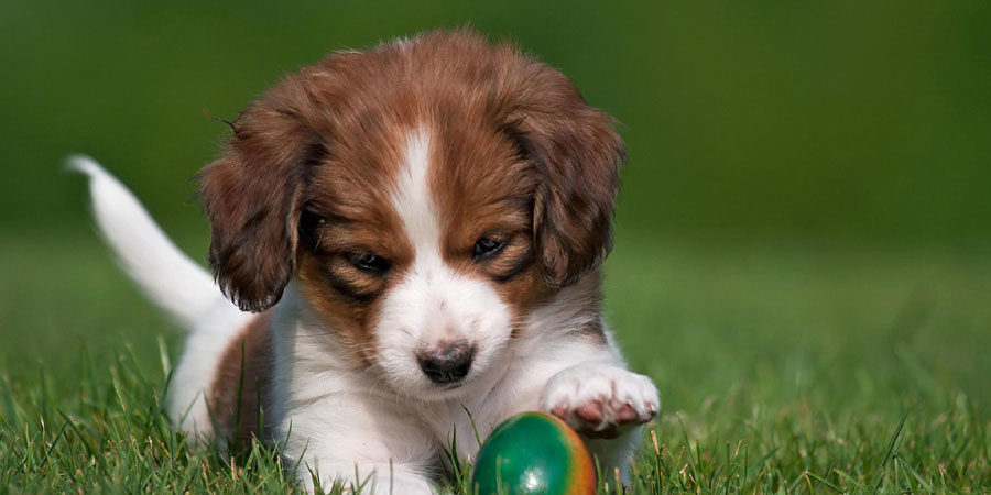 Najmanjše pasme psov: čivava na 1. mestu - Moj Pes