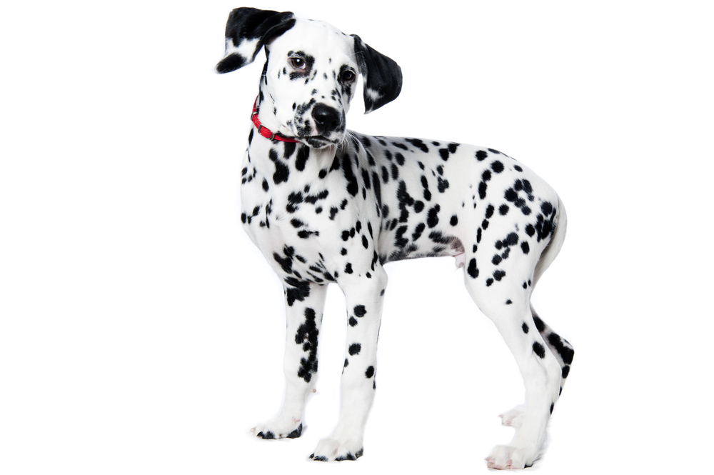 Dalmatinec skozi izkušnje lastnikov - Moj Pes