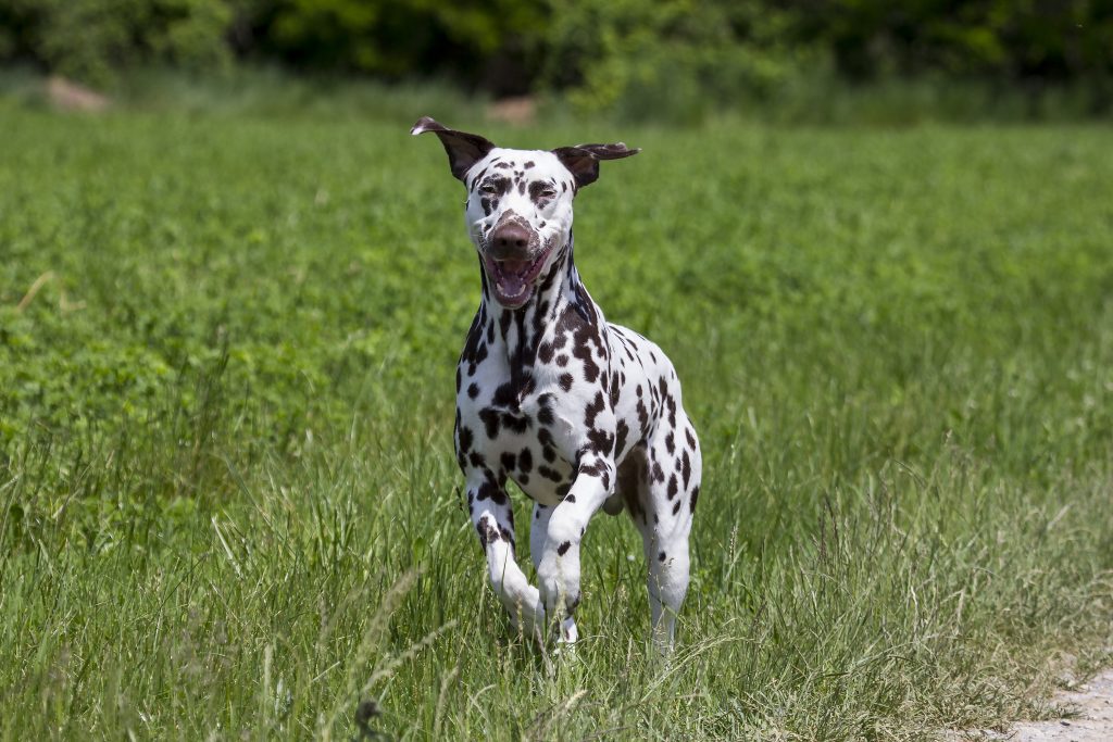 Dalmatinec - Moj Pes