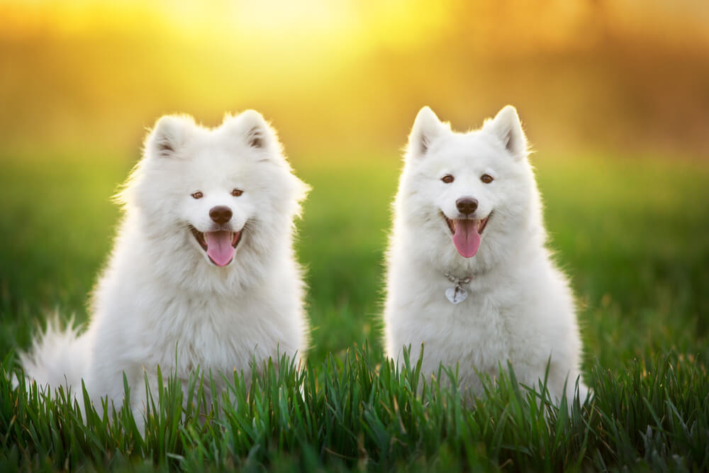 8 najbolj puhastih pasem - Moj Pes