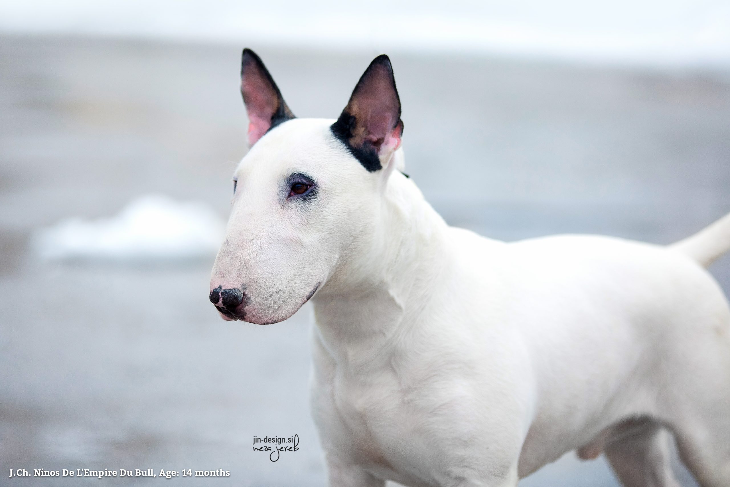Bulterier: Njegov značaj je unikaten prav tako, kot njegov videz - Moj Pes