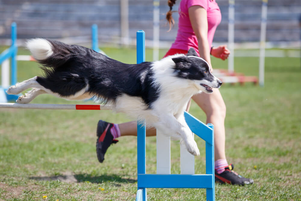 Agility – tekmovalni šport in rekreacija - Moj Pes