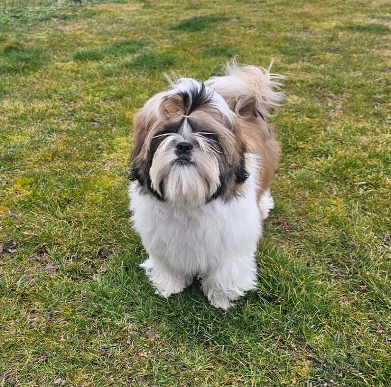 Predstavljamo pasme: Shih tzu – majhen, nežen in inteligenten pes - Moj Pes