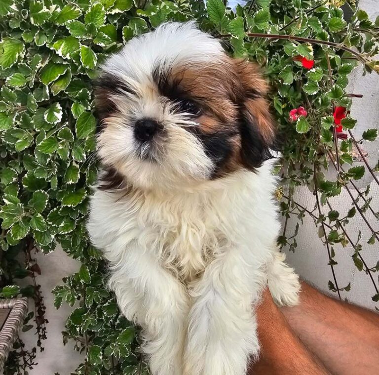 Predstavljamo pasme: Shih tzu – majhen, nežen in inteligenten pes - Moj Pes