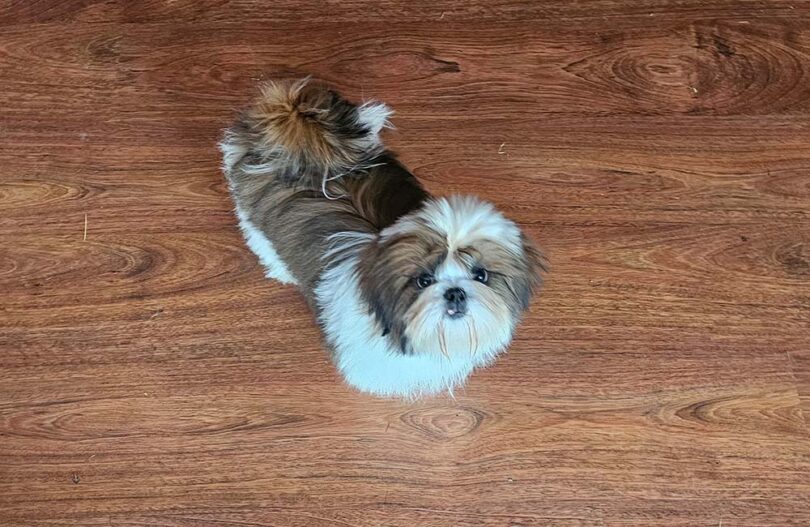 Predstavljamo pasme: Shih tzu – majhen, nežen in inteligenten pes - Moj Pes
