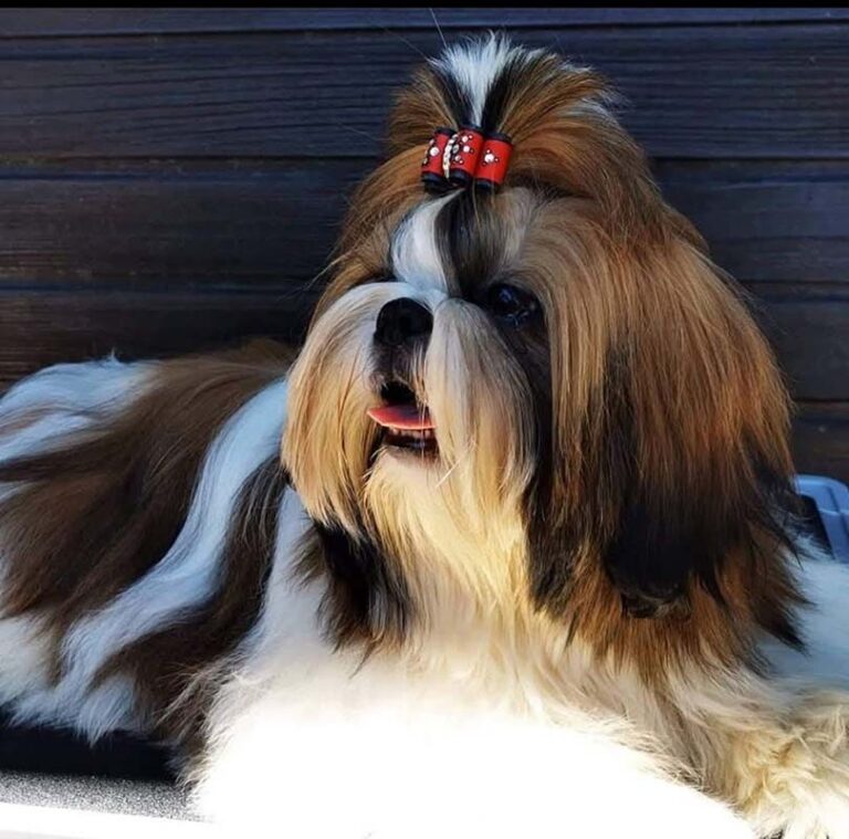 Predstavljamo pasme: Shih tzu – majhen, nežen in inteligenten pes - Moj Pes