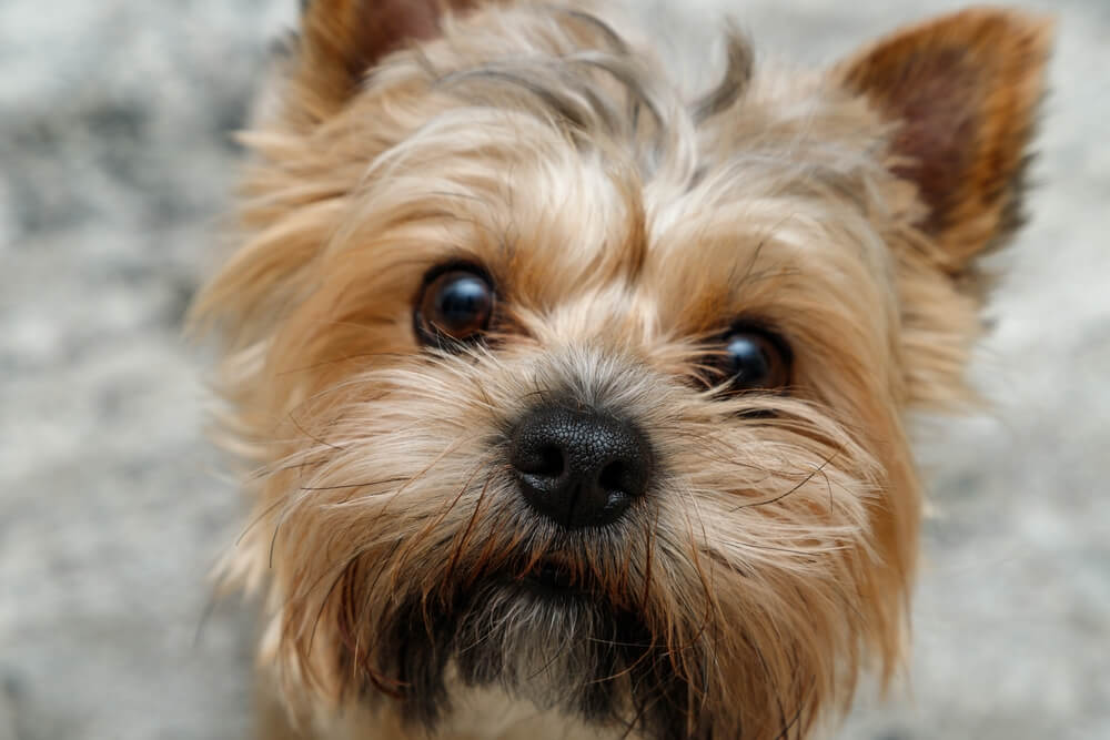 Yorkie prejel nagrado za pogum, ker je rešil življenje - Moj Pes