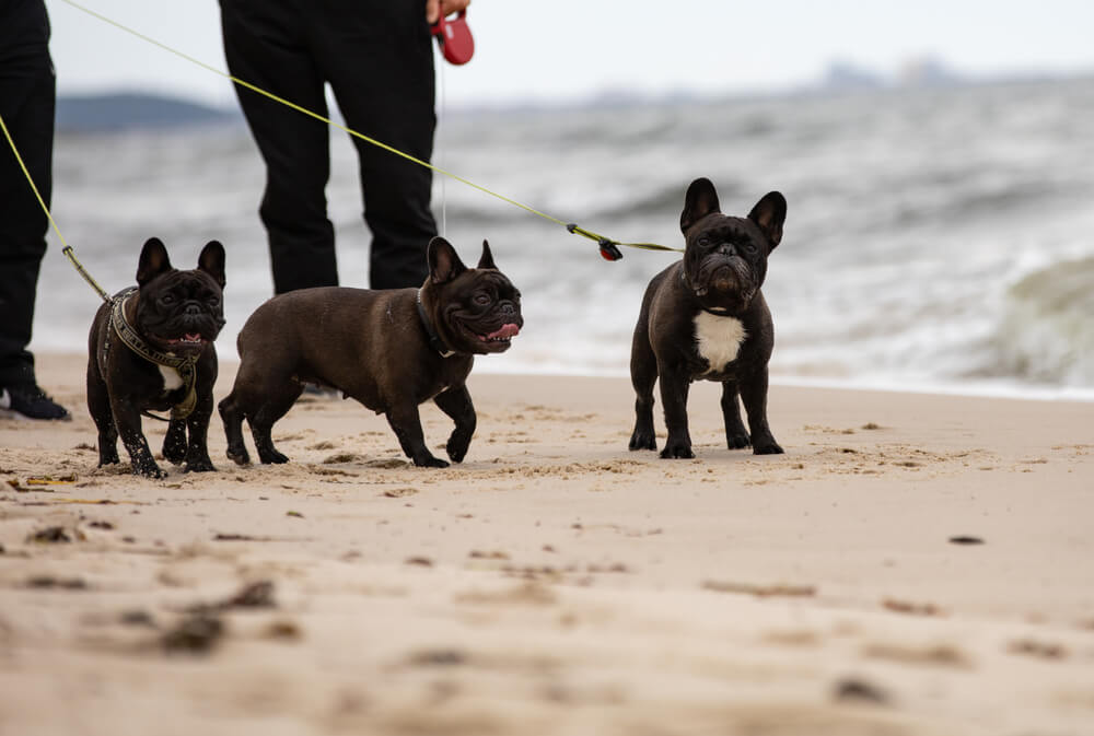 Kontinentalni buldog - Moj Pes