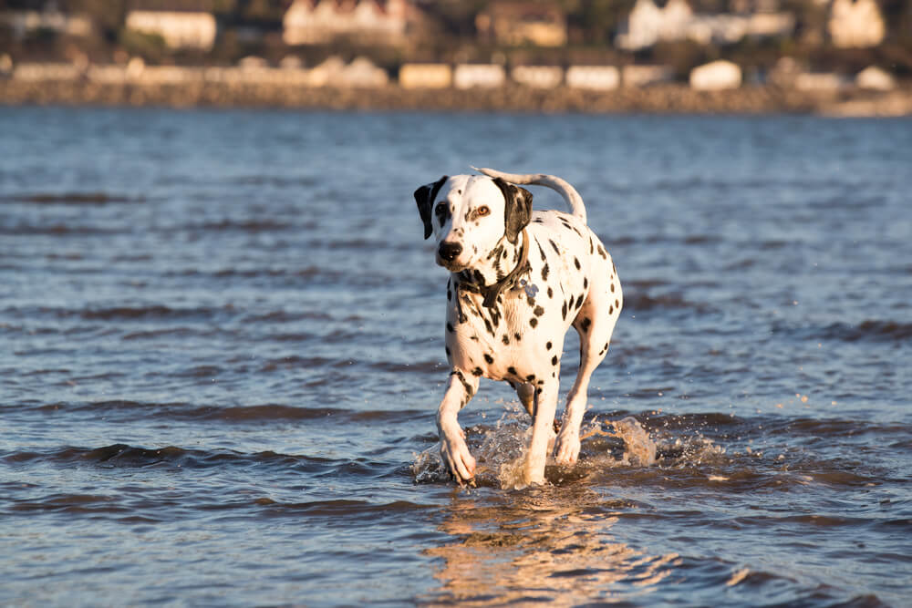Dalmatinec Pago s Paga dobrodelno predstavlja svojo pasmo in otok