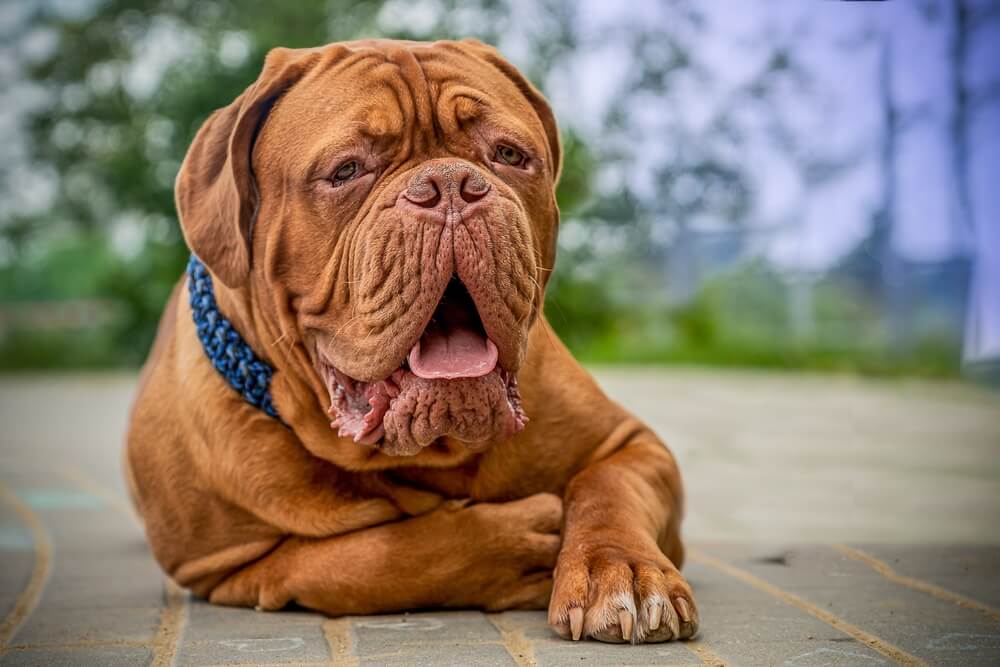 Zvezdniški psi: Lionel Messi & Señor Hulk - Moj Pes