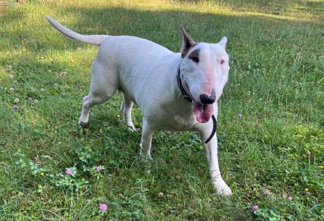 Grozljiva resnica: hrte v Španiji še vedno obešajo v imenu tradicije