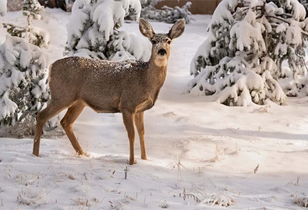 Grozljiva resnica: hrte v Španiji še vedno obešajo v imenu tradicije