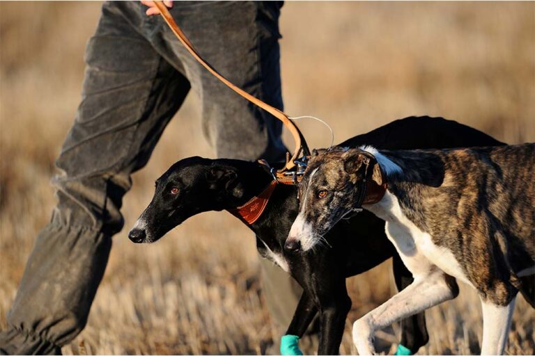 Grozljiva resnica: hrte v Španiji še vedno obešajo v imenu tradicije