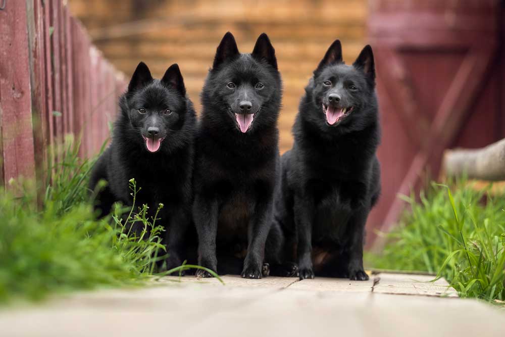 Pasme na kratko: Schipperke je samozavesten družinski pes za aktivne ...